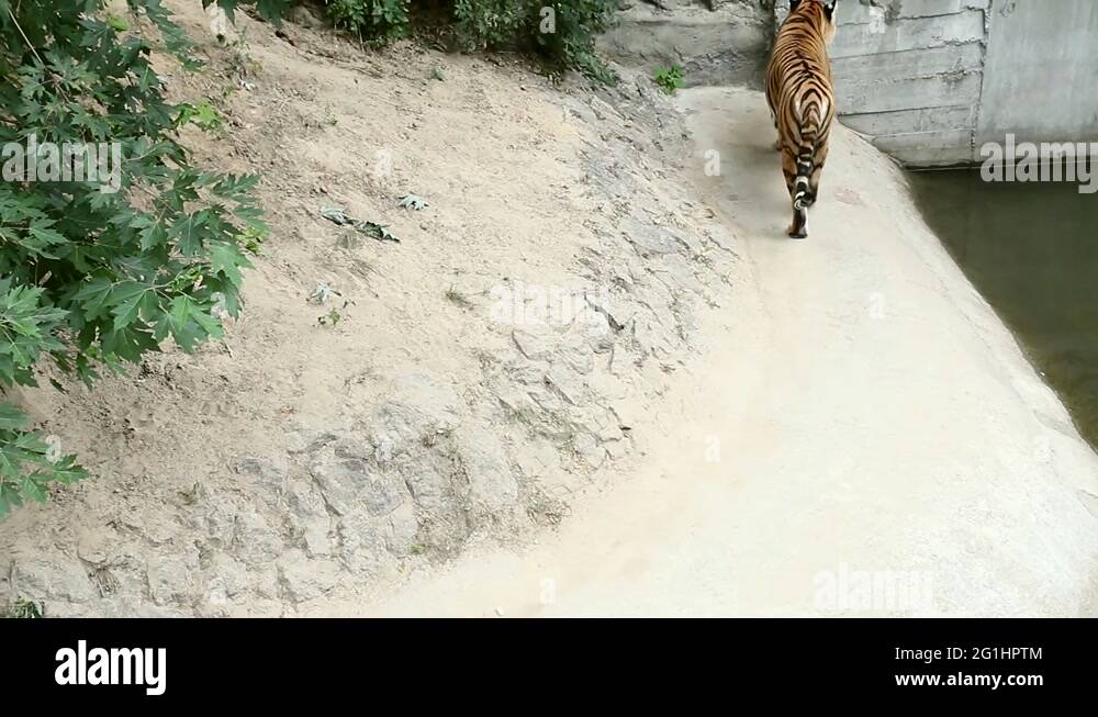Tiger enclosure zoo Stock Videos & Footage - HD and 4K Video Clips - Alamy