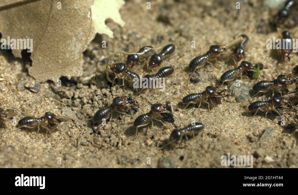 Ground termites Stock Videos & Footage - HD and 4K Video Clips - Alamy