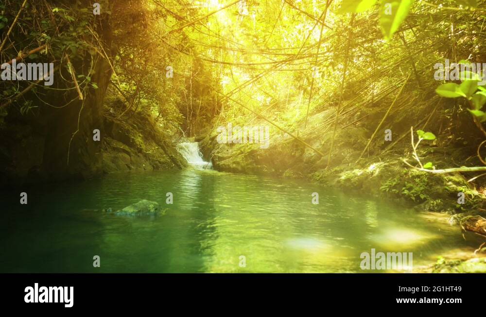 Jungle pond Stock Videos & Footage - HD and 4K Video Clips - Alamy