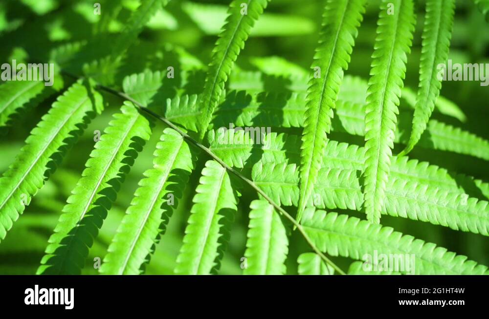 Segmented leaves Stock Videos & Footage - HD and 4K Video Clips - Alamy