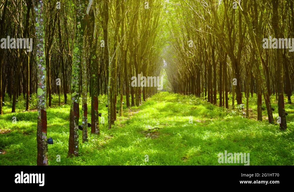 Trees with perspective Stock Videos & Footage - HD and 4K Video Clips ...