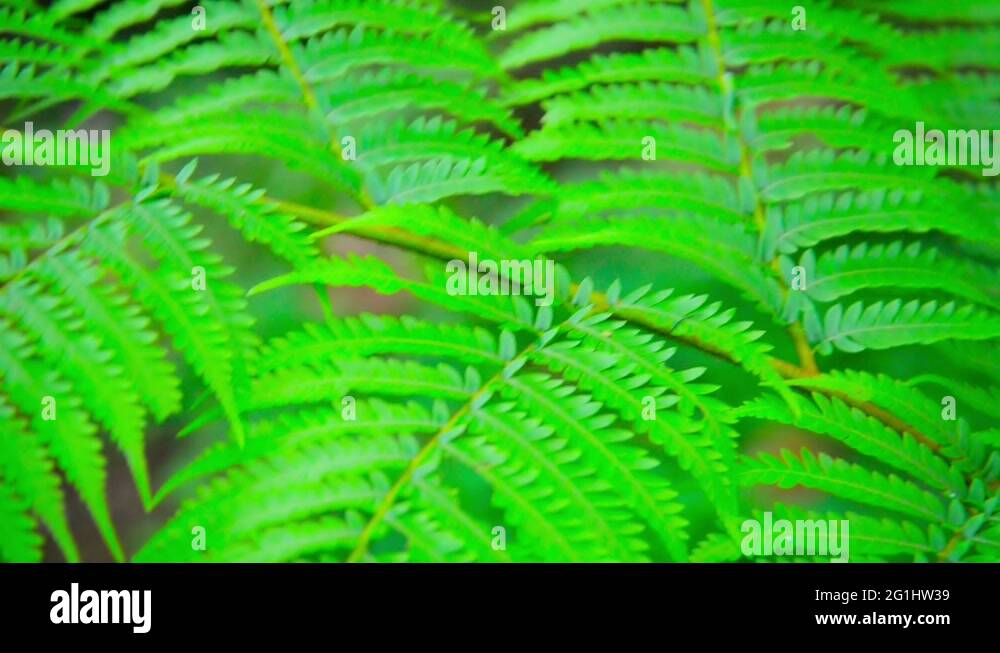 Compound plant Stock Videos & Footage - HD and 4K Video Clips - Alamy