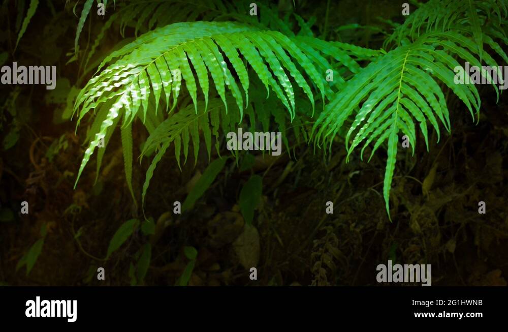 Green mild leaves Stock Videos & Footage - HD and 4K Video Clips - Alamy