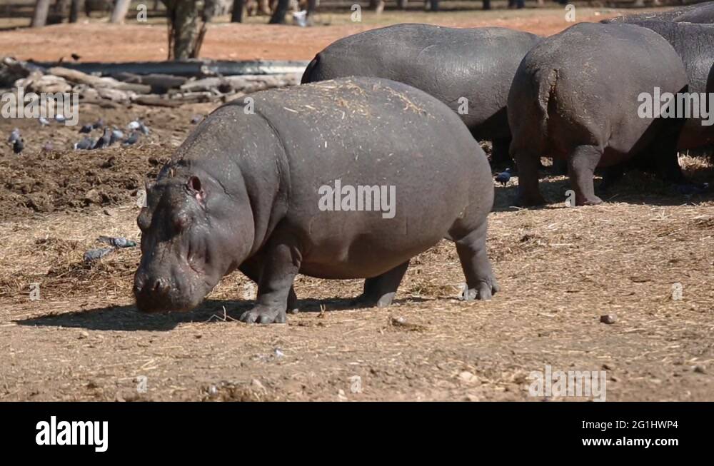Giant hippo Stock Videos & Footage - HD and 4K Video Clips - Alamy