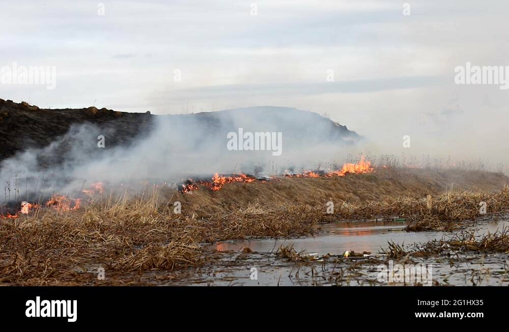 Fire grass Stock Videos & Footage - HD and 4K Video Clips - Alamy