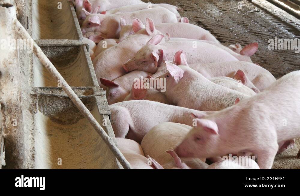 pigs sleeping in the barn, 4k 5 Stock Video Footage - Alamy