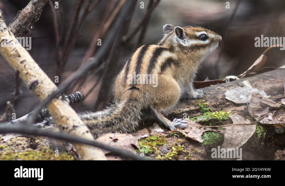 Chipmunk habitat Stock Videos & Footage - HD and 4K Video Clips - Alamy