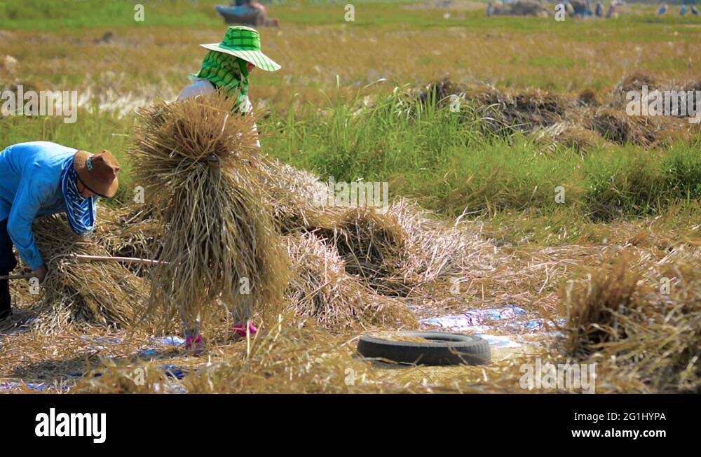 Threshing rice by hand Stock Videos & Footage - HD and 4K Video Clips ...