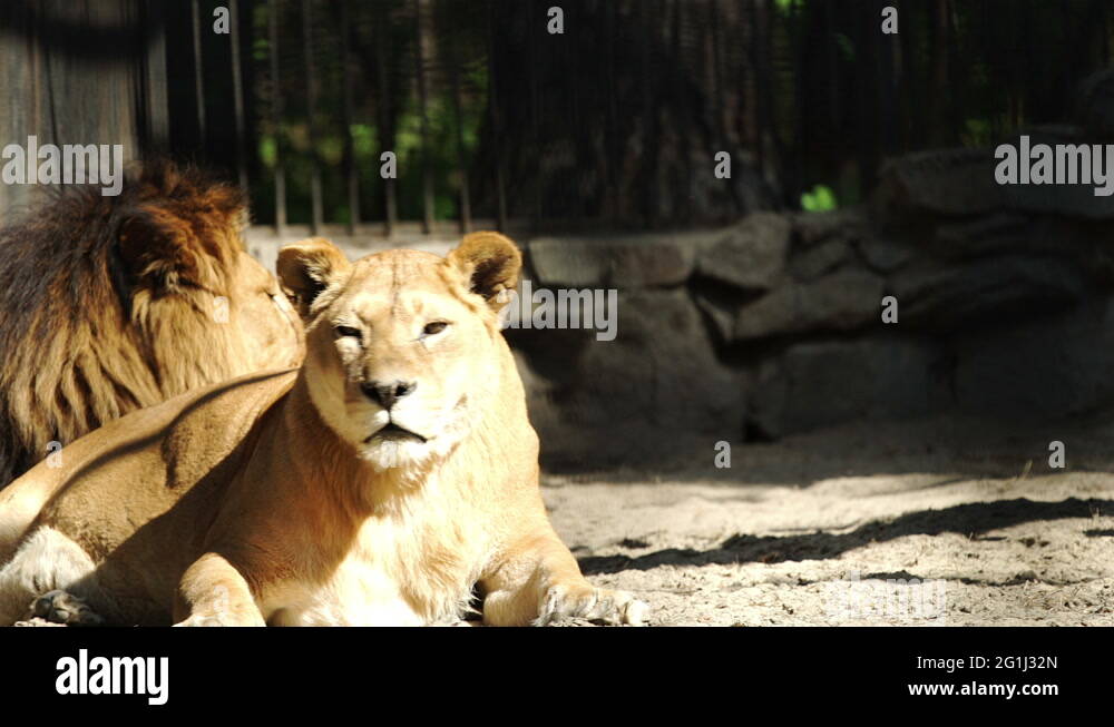 Lions tracking Stock Videos & Footage - HD and 4K Video Clips - Alamy