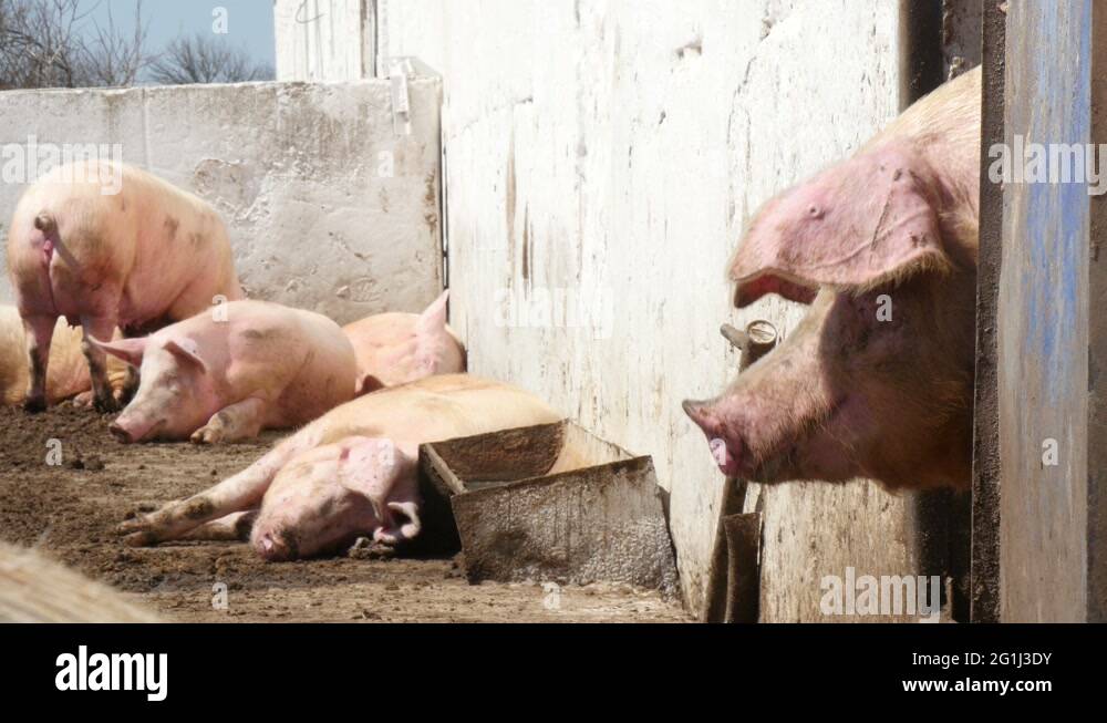 4k, pink pigs in a sty 7 Stock Video Footage - Alamy