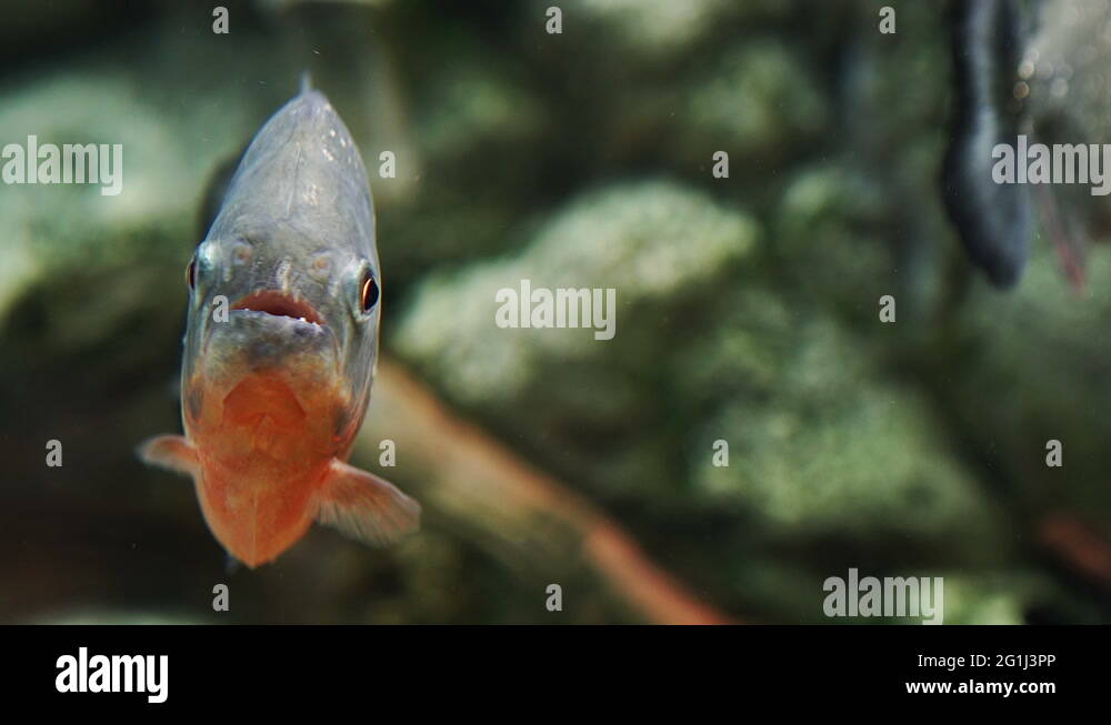 Piranha face Stock Videos & Footage - HD and 4K Video Clips - Alamy