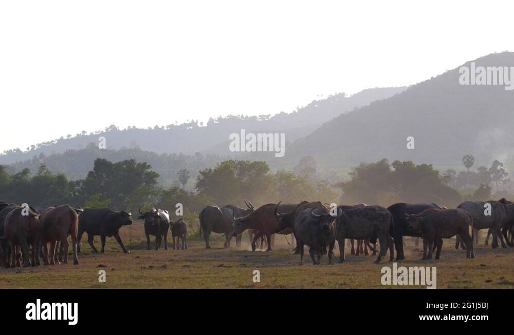 Livestock environment Stock Videos & Footage - HD and 4K Video Clips ...