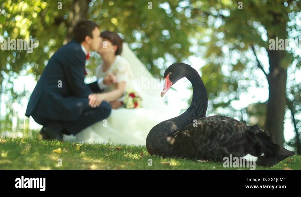 Kissing swans Stock Videos & Footage - HD and 4K Video Clips - Alamy