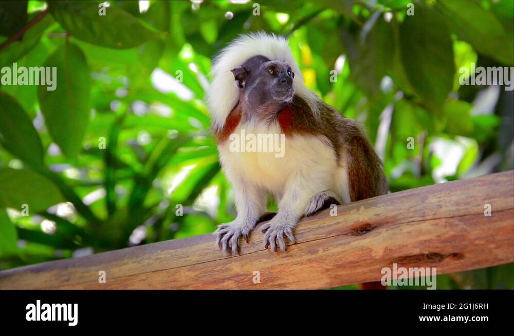 Little brown monkey Stock Videos & Footage - HD and 4K Video Clips - Alamy