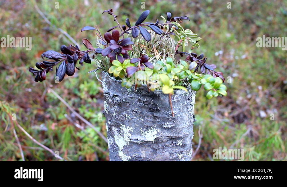Birch flower arrangement Stock Videos & Footage - HD and 4K Video Clips ...