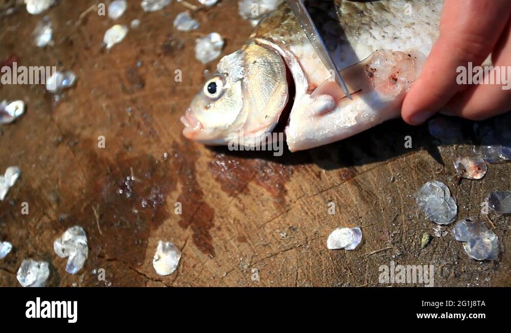Incision fish Stock Videos & Footage - HD and 4K Video Clips - Alamy