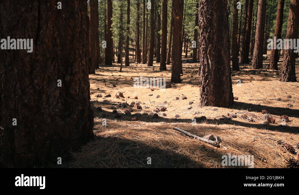 Alpine pine cones Stock Videos & Footage - HD and 4K Video Clips - Alamy