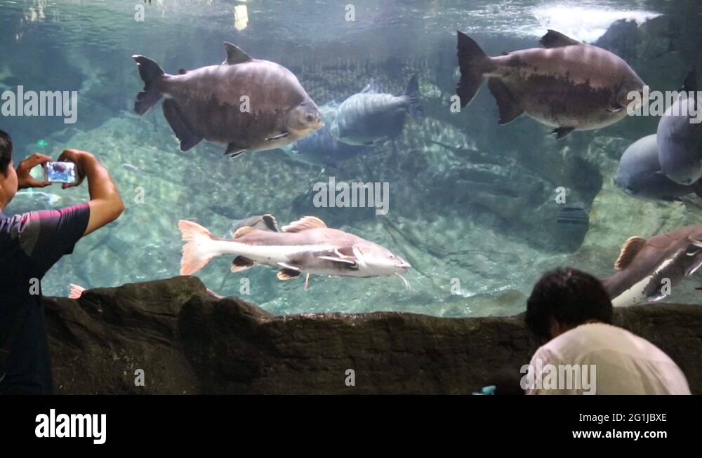 Beijing china beijing zoo aquarium Stock Videos & Footage - HD and 4K ...