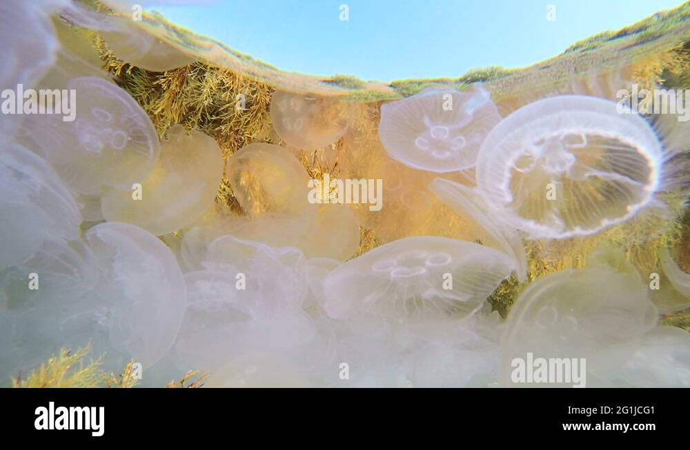 Jellyfish bloom Stock Videos & Footage - HD and 4K Video Clips - Alamy