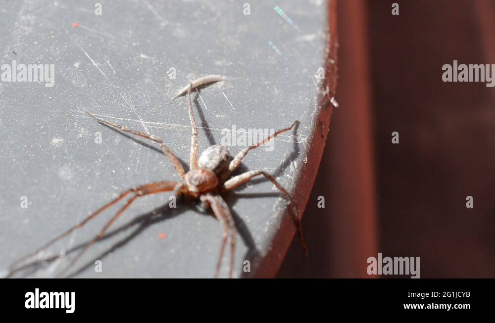 Spider bite leg Stock Videos & Footage - HD and 4K Video Clips - Alamy