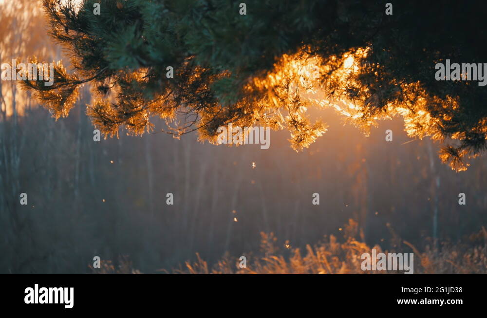 Hot weather insects Stock Videos & Footage - HD and 4K Video Clips - Alamy