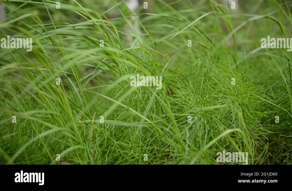 Grass fern fern fern fern Stock Videos & Footage - HD and 4K Video ...