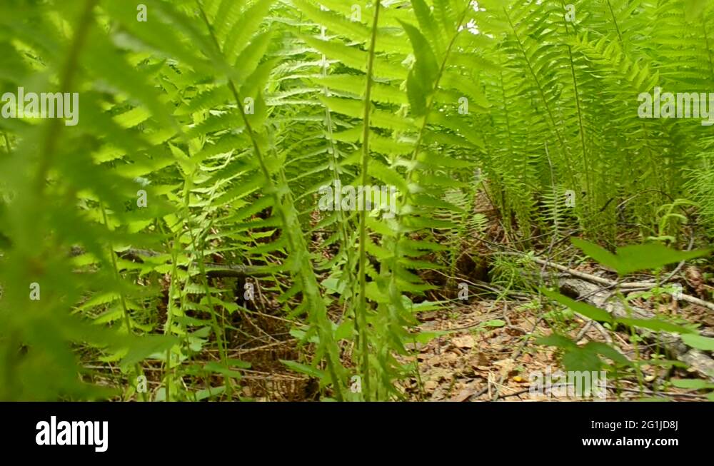 Arctic summer plants Stock Videos & Footage - HD and 4K Video Clips - Alamy