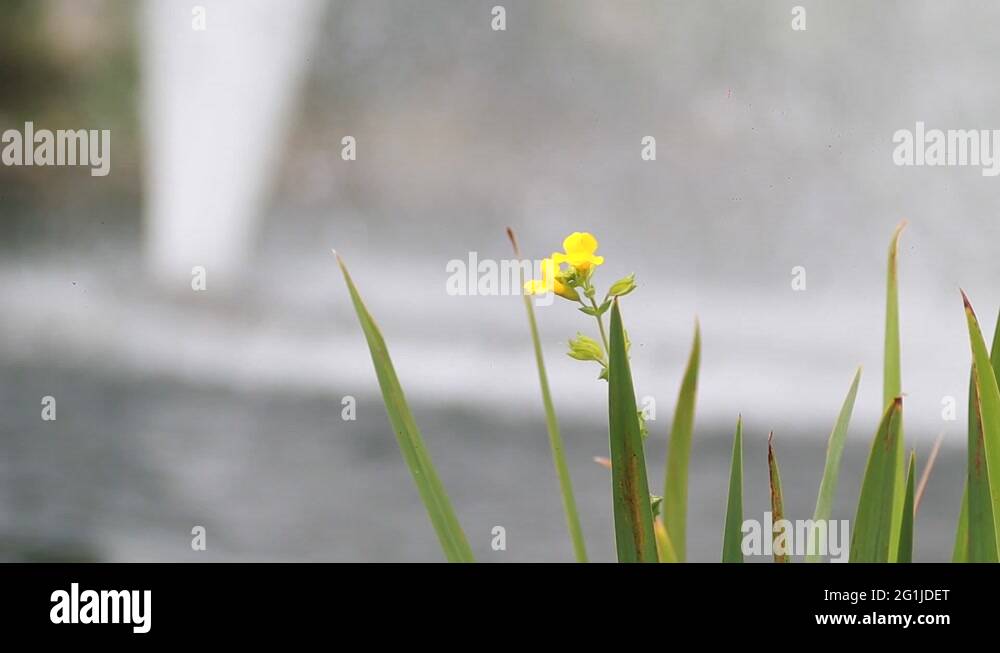Many petal flower Stock Videos & Footage - HD and 4K Video Clips - Alamy