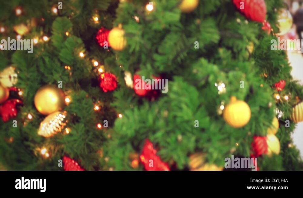 Holly tree during Stock Videos & Footage - HD and 4K Video Clips - Alamy