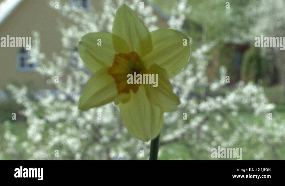 Narcissus tree Stock Videos & Footage - HD and 4K Video Clips - Alamy