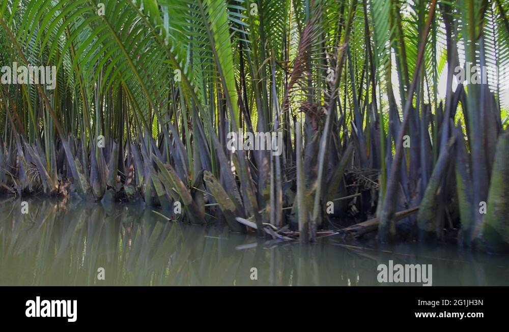 Flora vegetation Stock Videos & Footage - HD and 4K Video Clips - Alamy