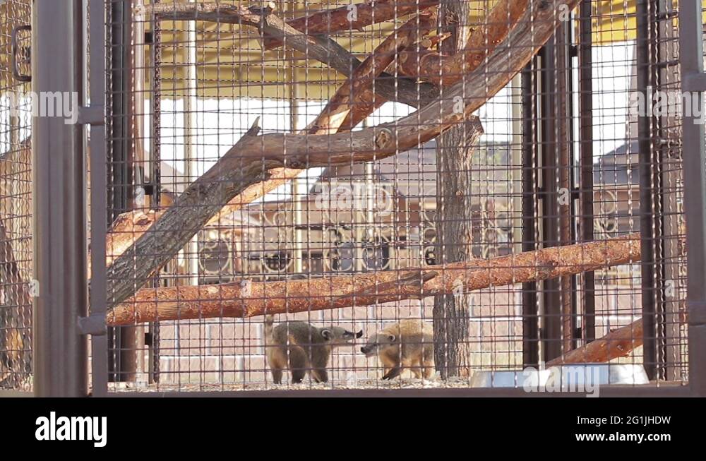 Run cage Stock Videos & Footage - HD and 4K Video Clips - Alamy