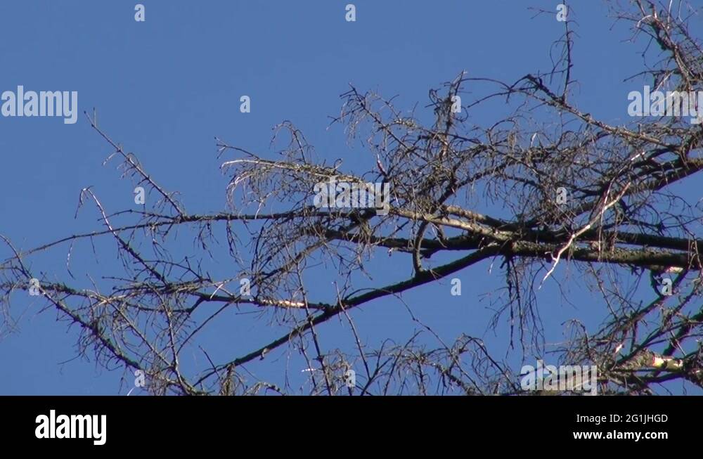 Horror tree branches Stock Videos & Footage - HD and 4K Video Clips - Alamy
