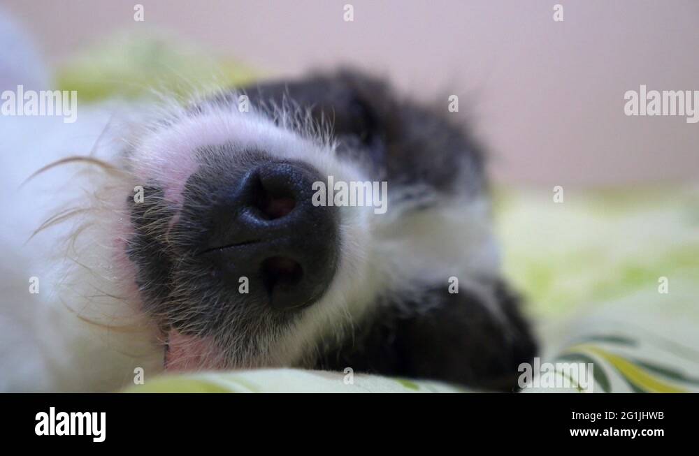 Nose sniffing Stock Videos & Footage - HD and 4K Video Clips - Alamy