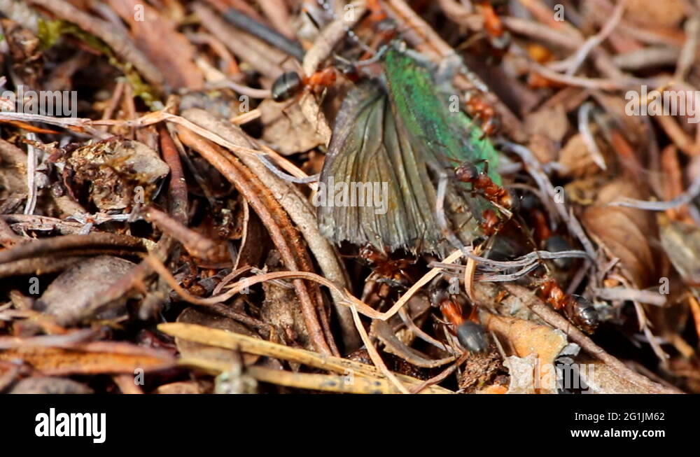 Insect working together Stock Videos & Footage - HD and 4K Video Clips ...