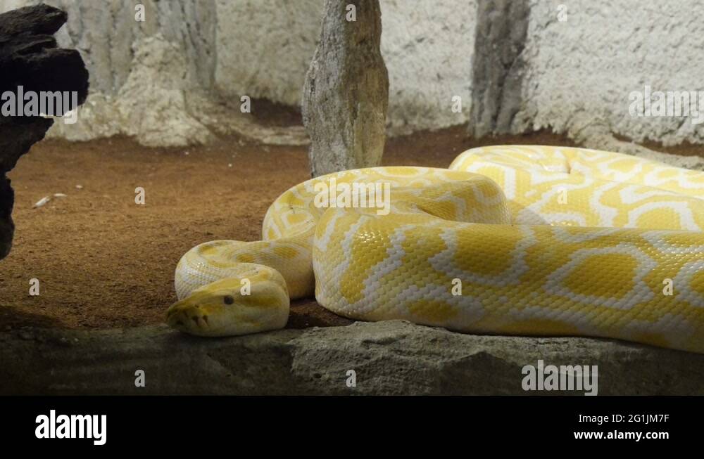 Viper boa Stock Videos & Footage - HD and 4K Video Clips - Alamy