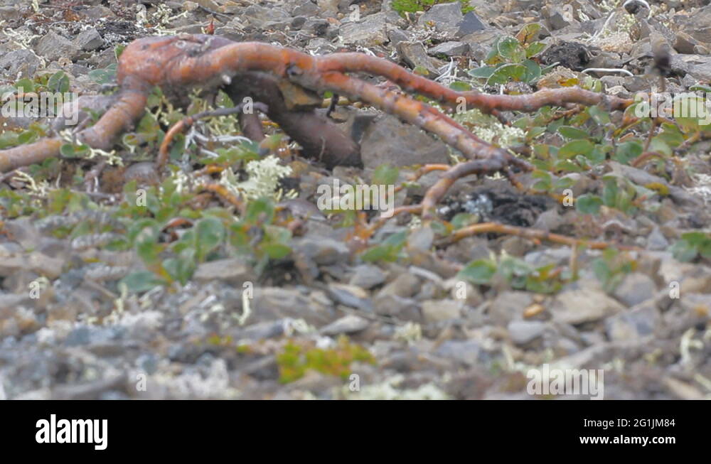 Arctic dwarf vegetation Stock Videos & Footage - HD and 4K Video Clips ...
