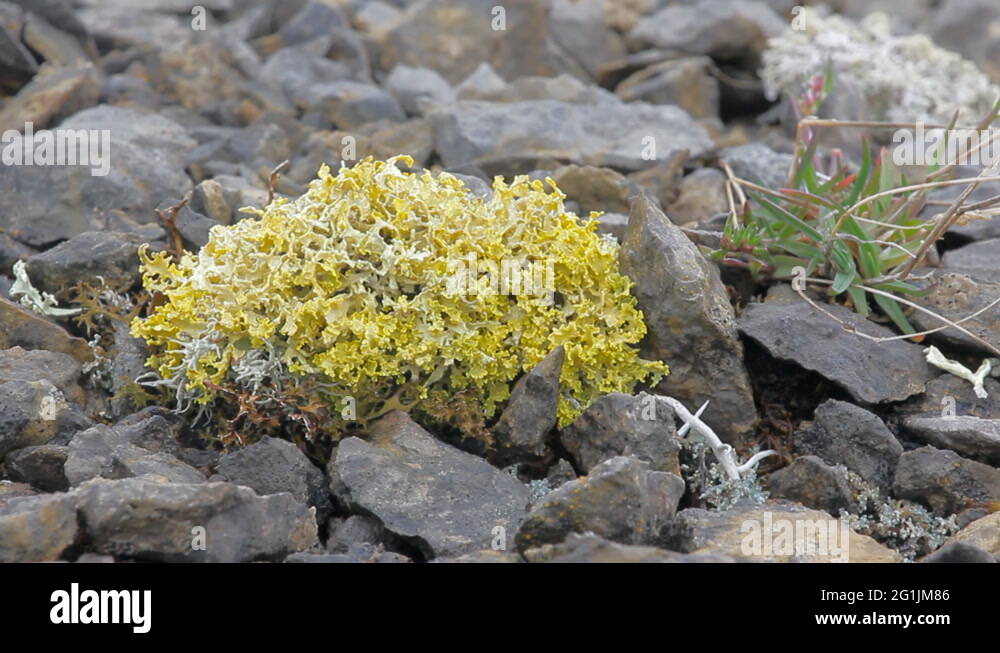 Poisonous species Stock Videos & Footage - HD and 4K Video Clips - Alamy