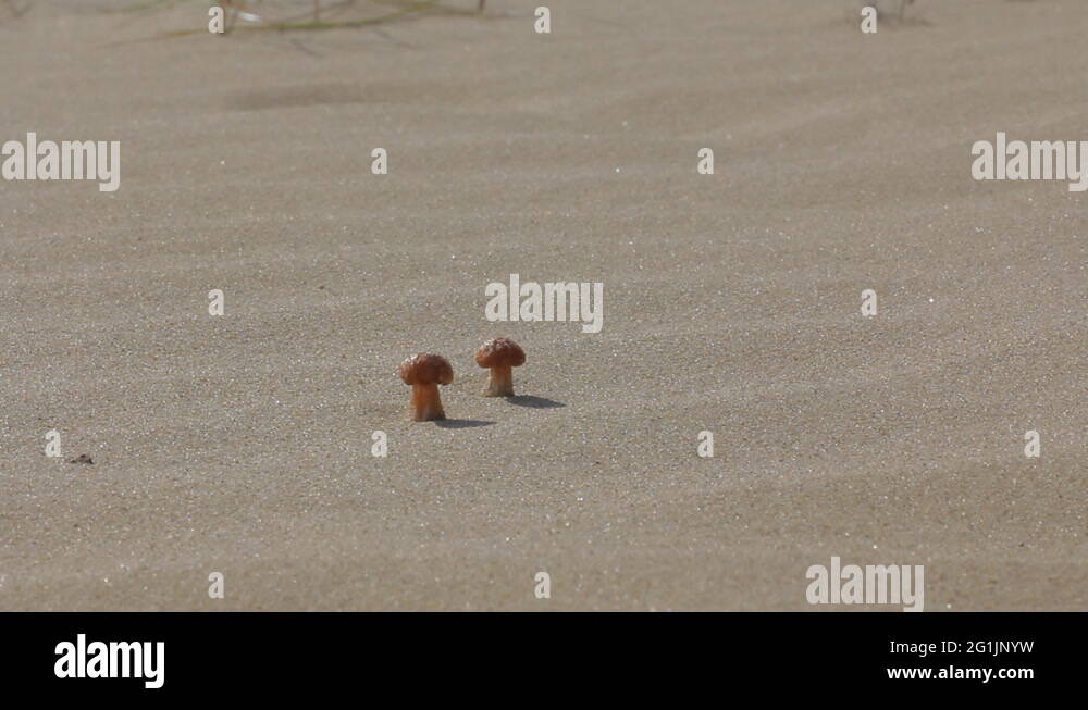 Desert mushrooms Stock Videos & Footage - HD and 4K Video Clips - Alamy