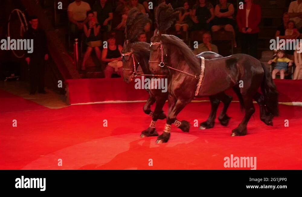 Circus horses Stock Videos & Footage - HD and 4K Video Clips - Alamy