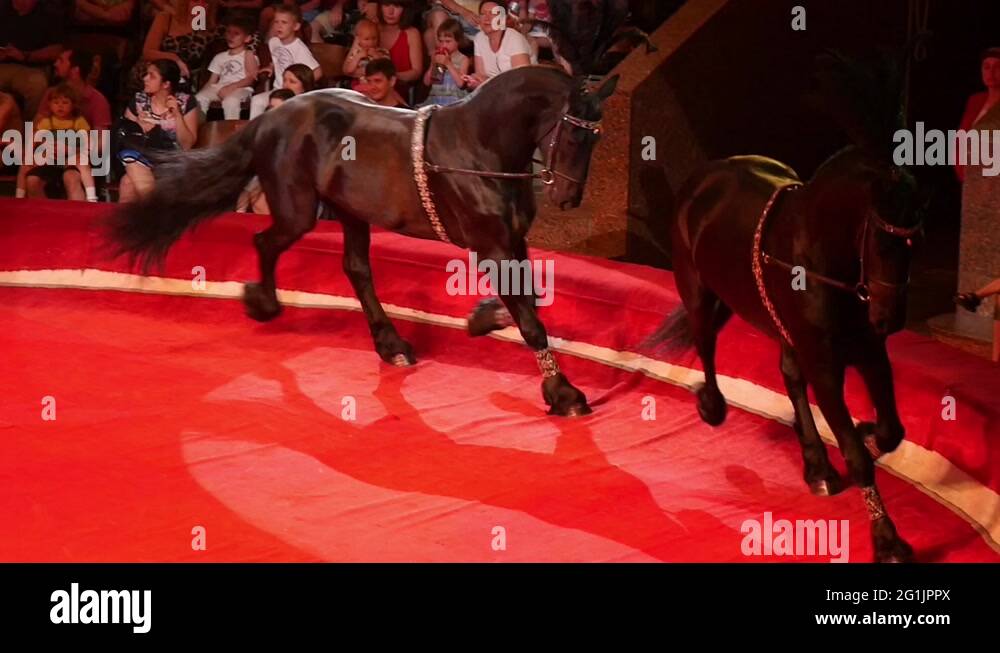 Inside a circus Stock Videos & Footage - HD and 4K Video Clips - Alamy