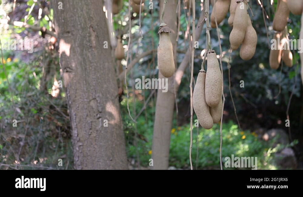 Sausage tree Stock Videos & Footage - HD and 4K Video Clips - Alamy