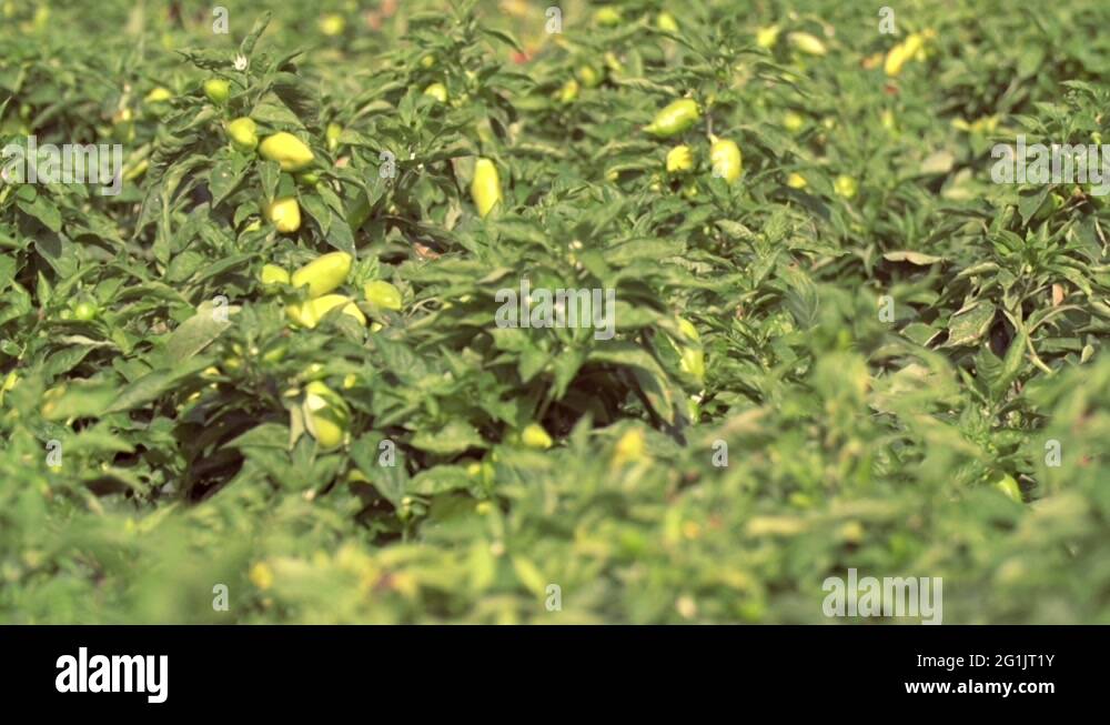 Bell pepper field Stock Videos & Footage - HD and 4K Video Clips - Alamy