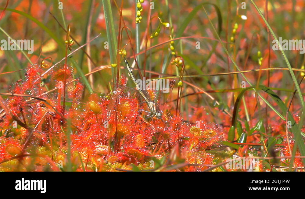 Arrow adder Stock Videos & Footage - HD and 4K Video Clips - Alamy