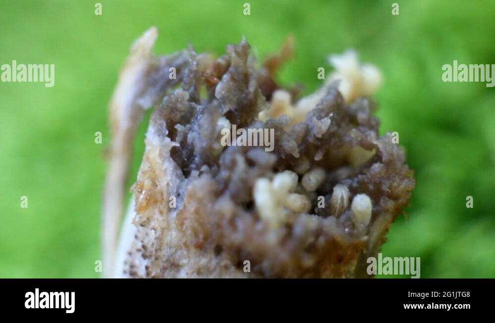 Mushroom flies Stock Videos & Footage - HD and 4K Video Clips - Alamy