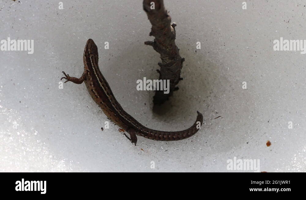 Herpetology plates Stock Videos & Footage - HD and 4K Video Clips - Alamy