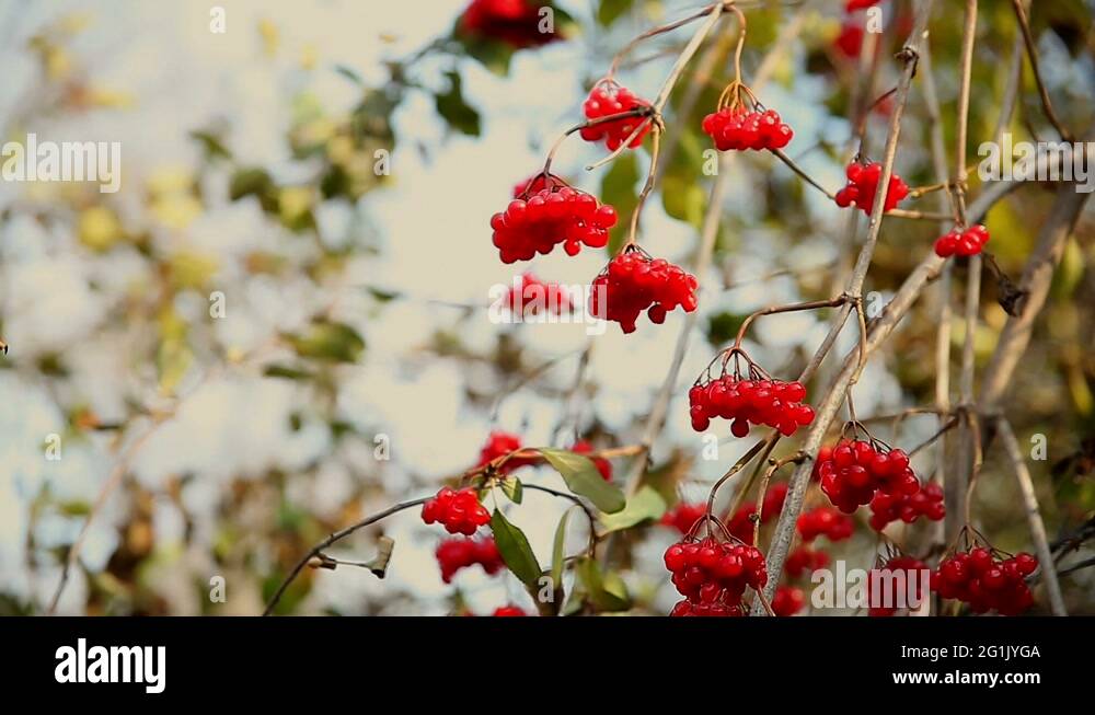 Rowan tree branch red Stock Videos & Footage - HD and 4K Video Clips ...