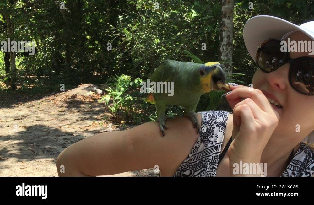 Feeding a parrot Stock Videos & Footage - HD and 4K Video Clips - Alamy