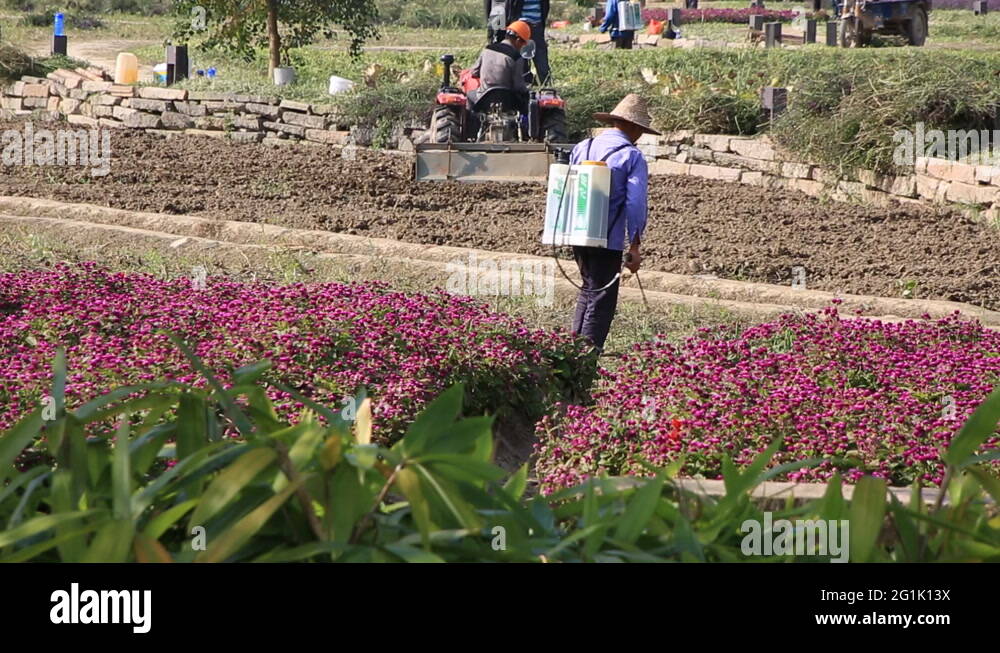 Chinese crops in asia Stock Videos & Footage - HD and 4K Video Clips ...