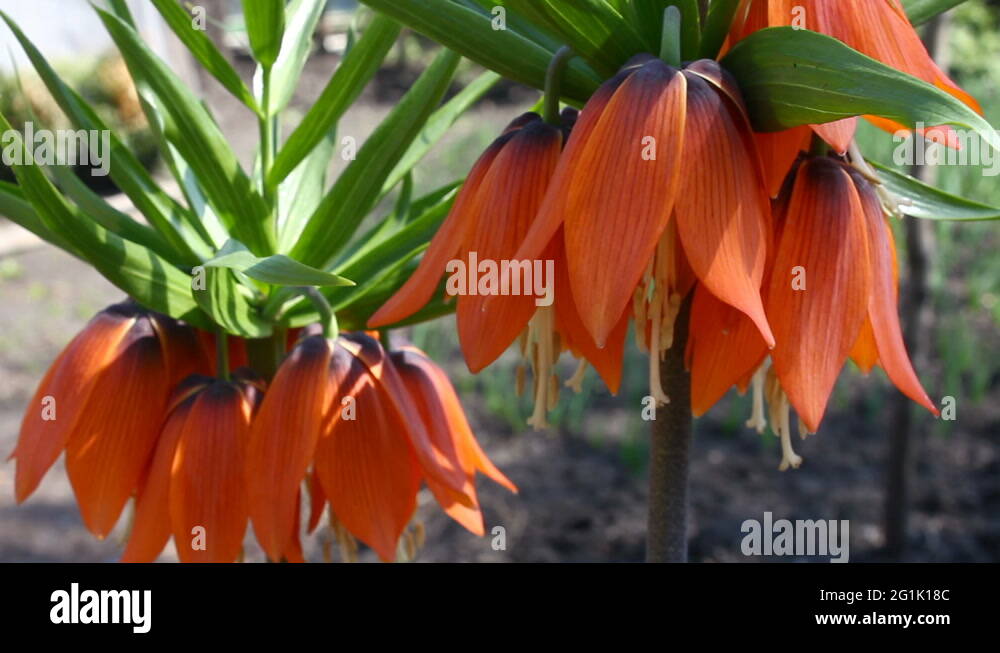 Imperial flower Stock Videos & Footage - HD and 4K Video Clips - Alamy